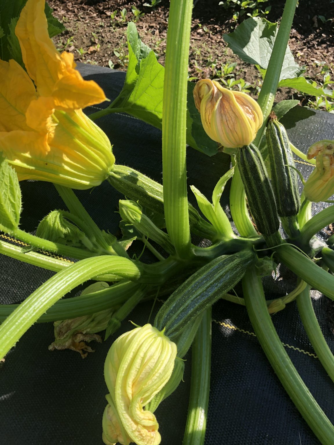 Costata Romanesco Zucchini – Podere di Melo
